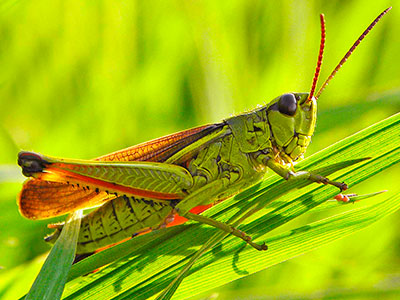 A Medicina do Grilo: O Salto de Fé no Escuro – Wohali Terapias